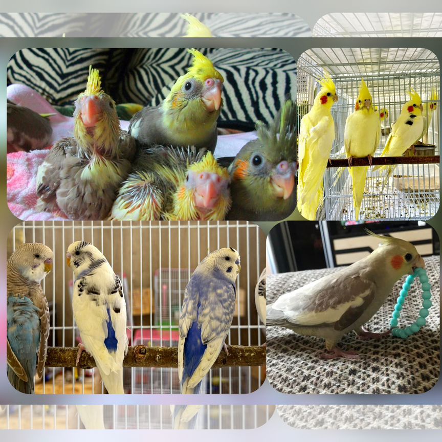 Опт попугаи корелла и розница