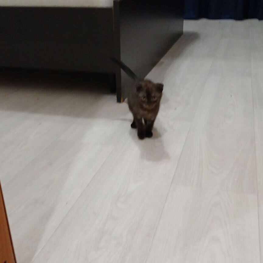 Отдам котёнка вислоухий британец