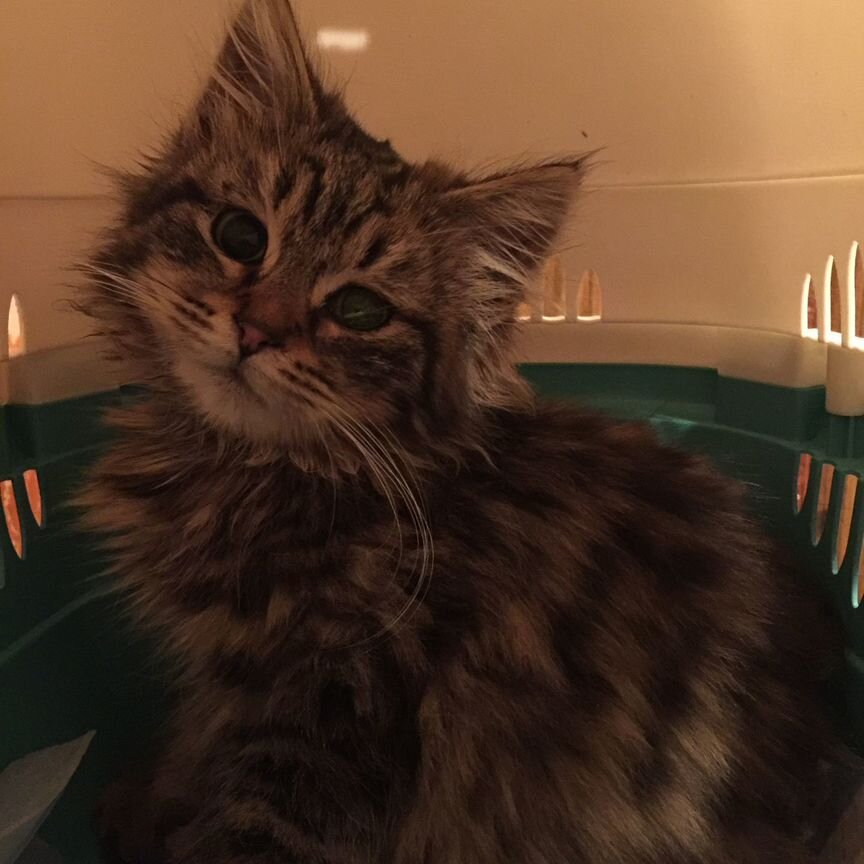 Котенок в добрые руки бесплатно