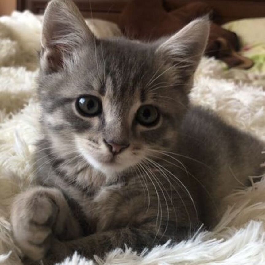 Котёнок в добрые руки