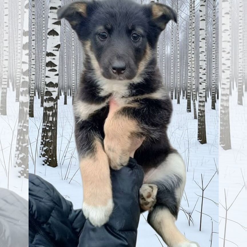 Щенок в добрые руки