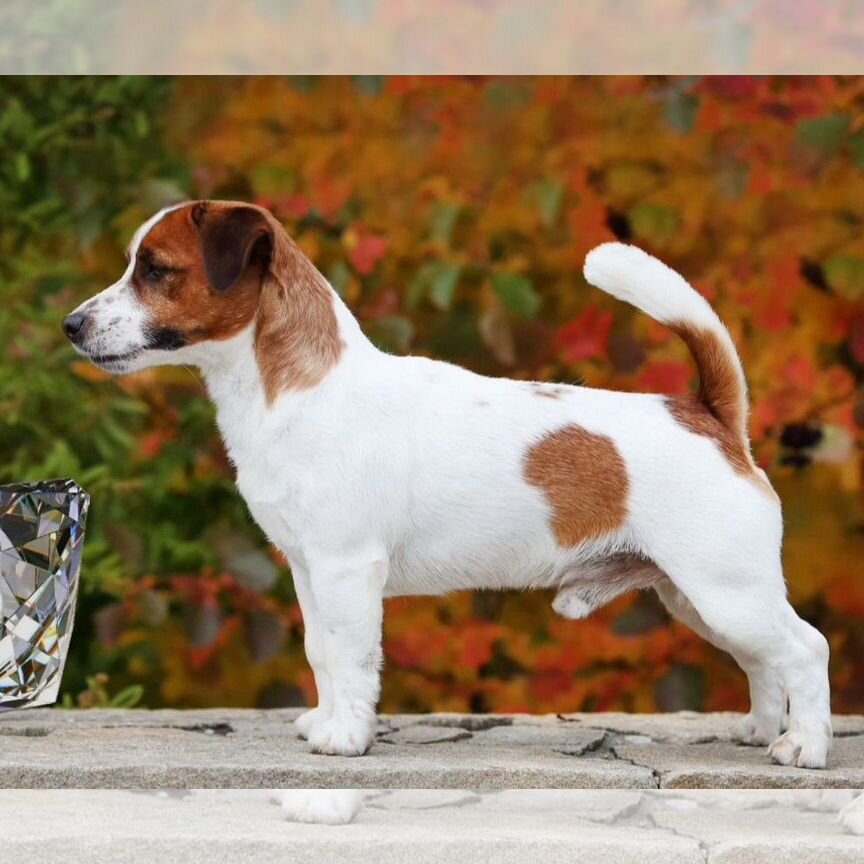 Джек-рассел-терьер, вязка