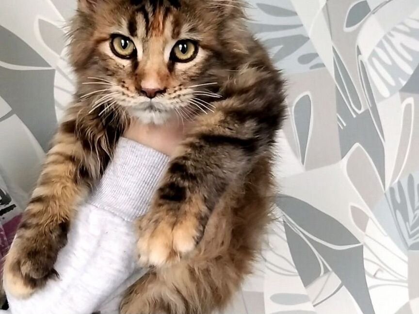 Мейн-кун девочки