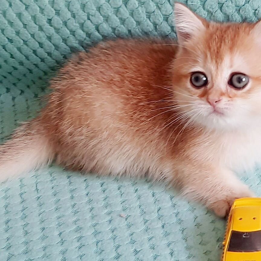 Очаровашки