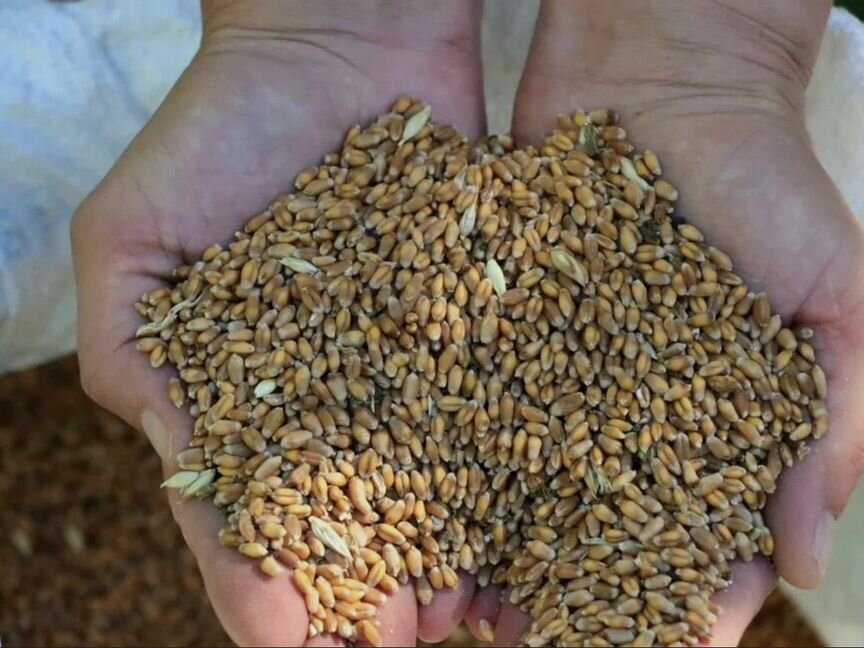 Пшеница фуражная