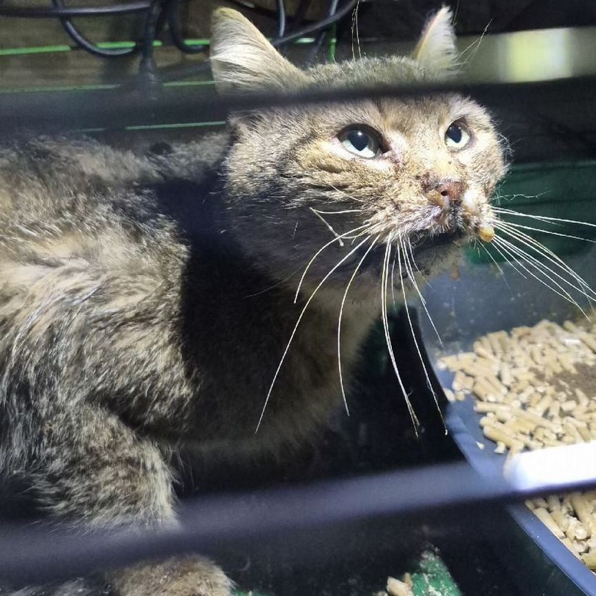 Взрослый кот в добрые руки