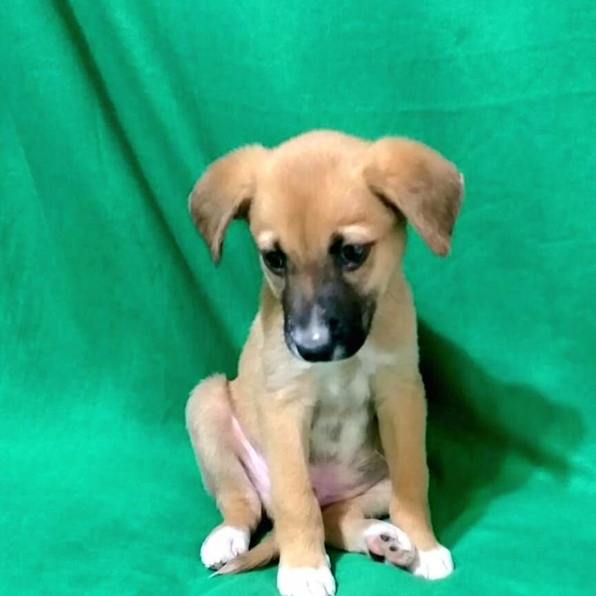 Непоседа Рекс - друг детей