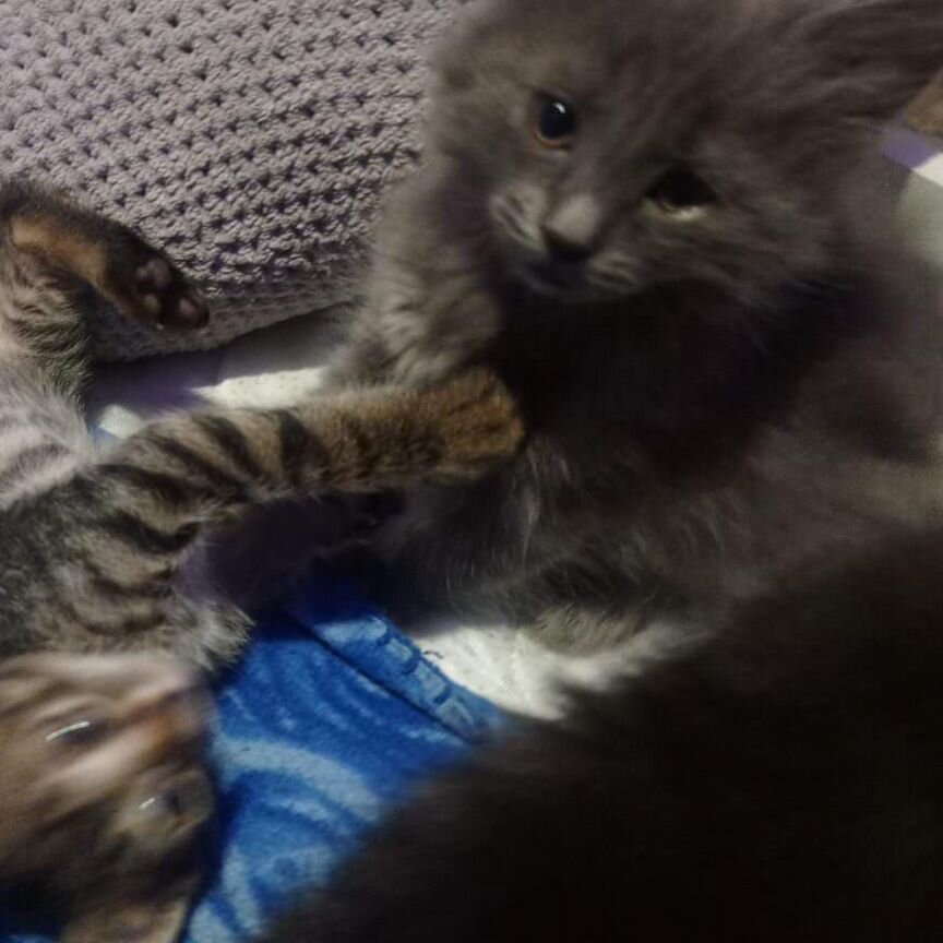 Котята в добрые руки бесплатно 2 мальчи дев