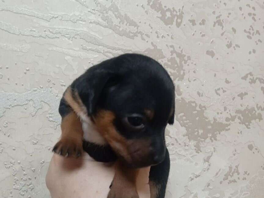 Домашние животные собаки маленькие