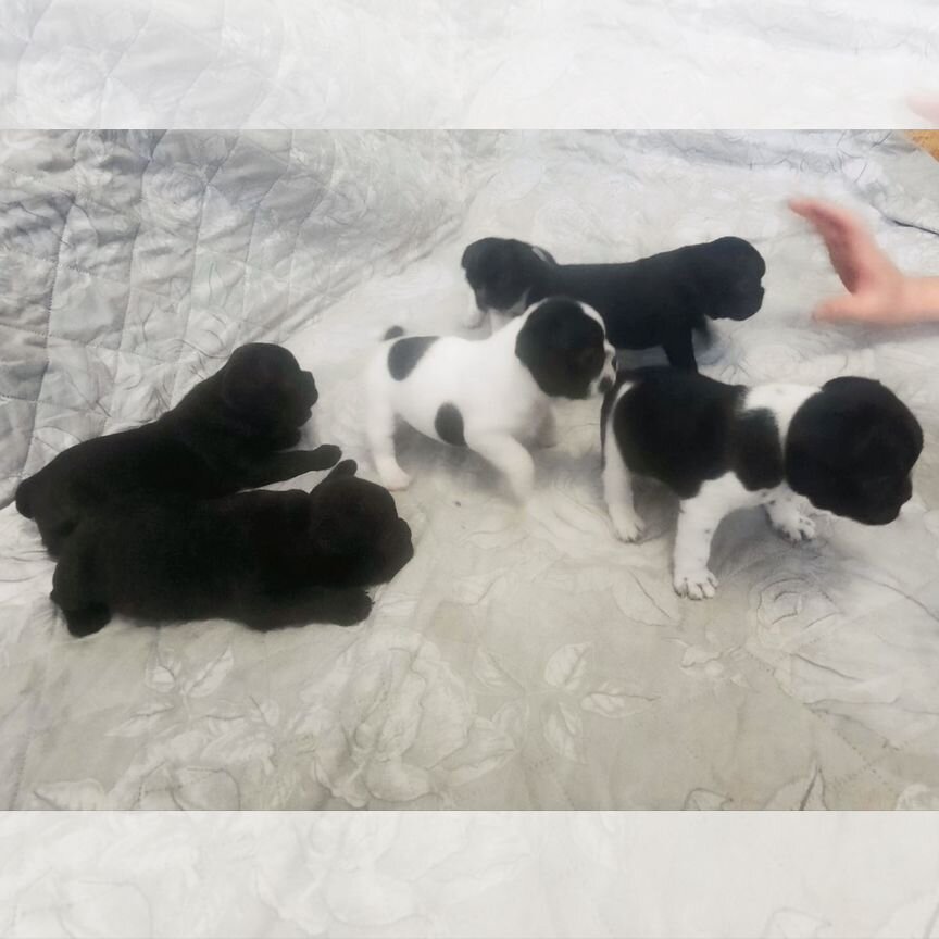 Щенки французского бульдога