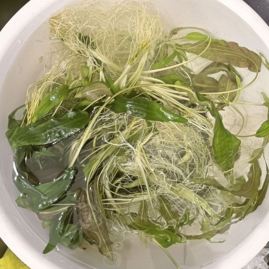 Аквариумные растения отдам за корбочку"Рафаэлло"