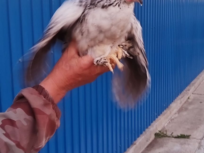 Молодые петушки