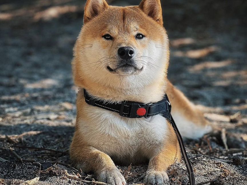 Сиба ину кобель вязка