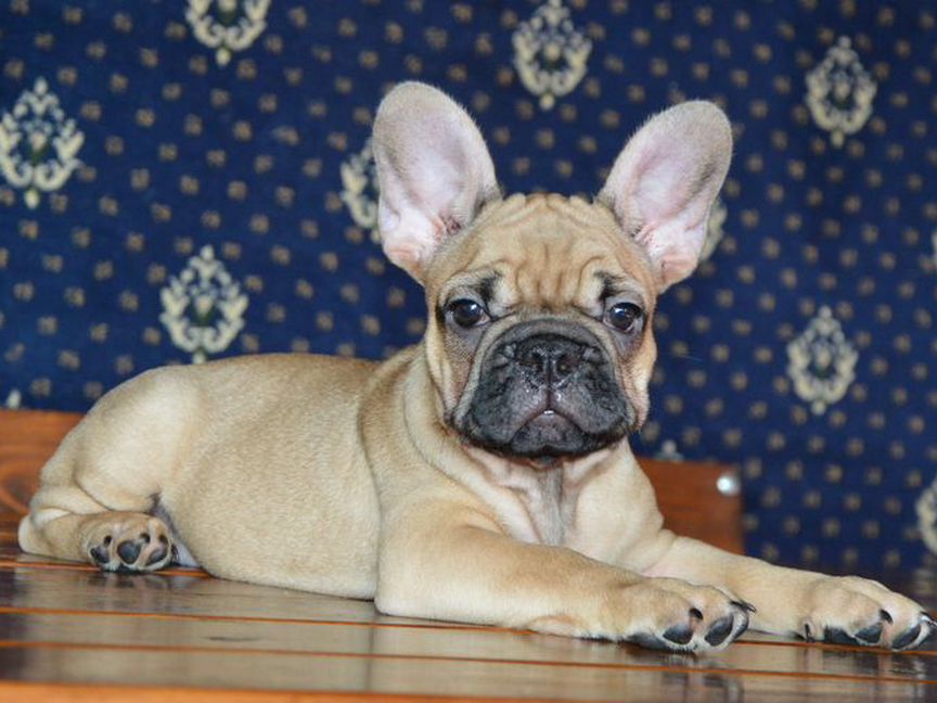 Малыш француз