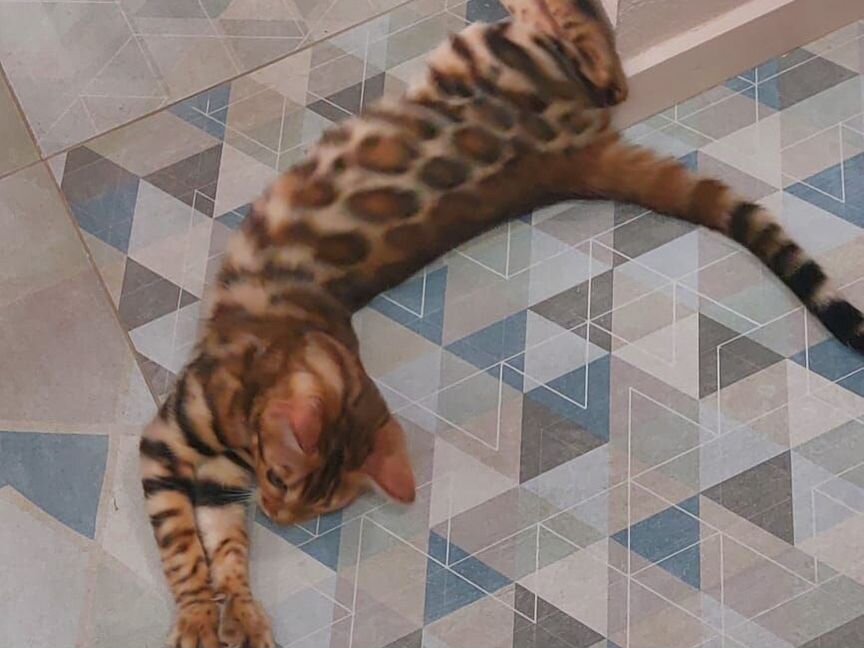 Чистокровный бенгал в любящие руки