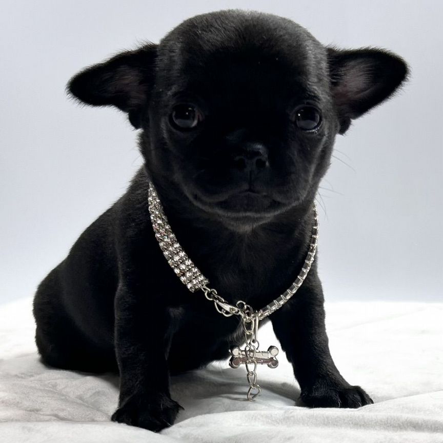 Щенки чихуахуа