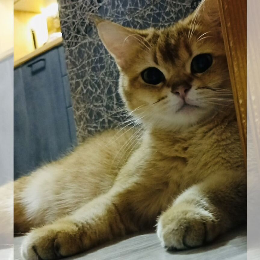 Британская короткошёрстная, взрослая кошка