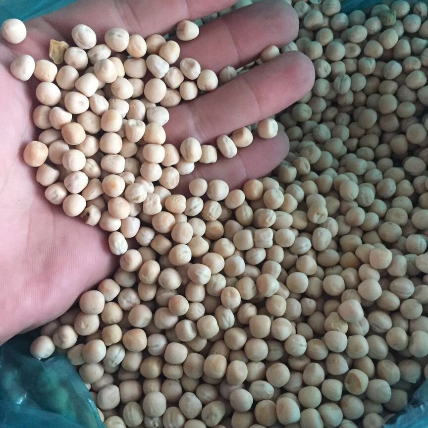 Горох фуражный