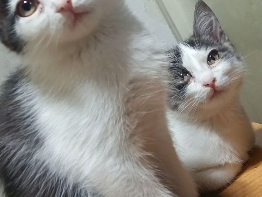 Кошечка и котик ищут своих хозяев
