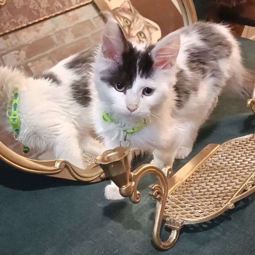 Котëнок мейн-кун
