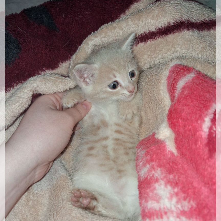 Котята в добрые руки бесплатно мальчик девочка