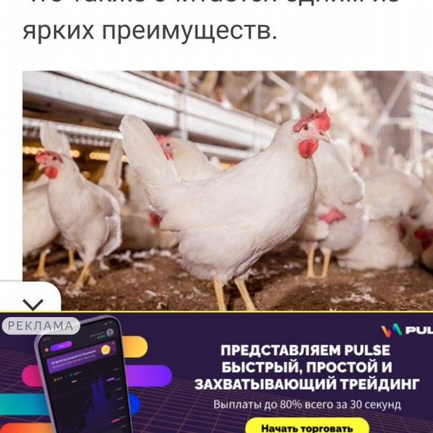 Куры несушки