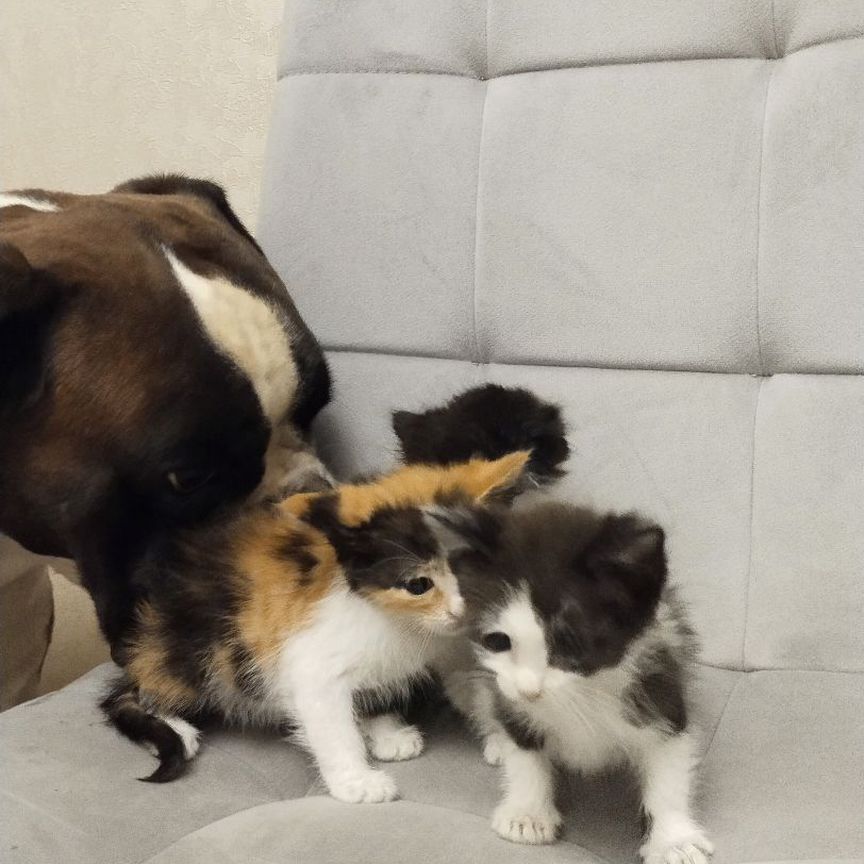 Котята в добрые руки бесплатно