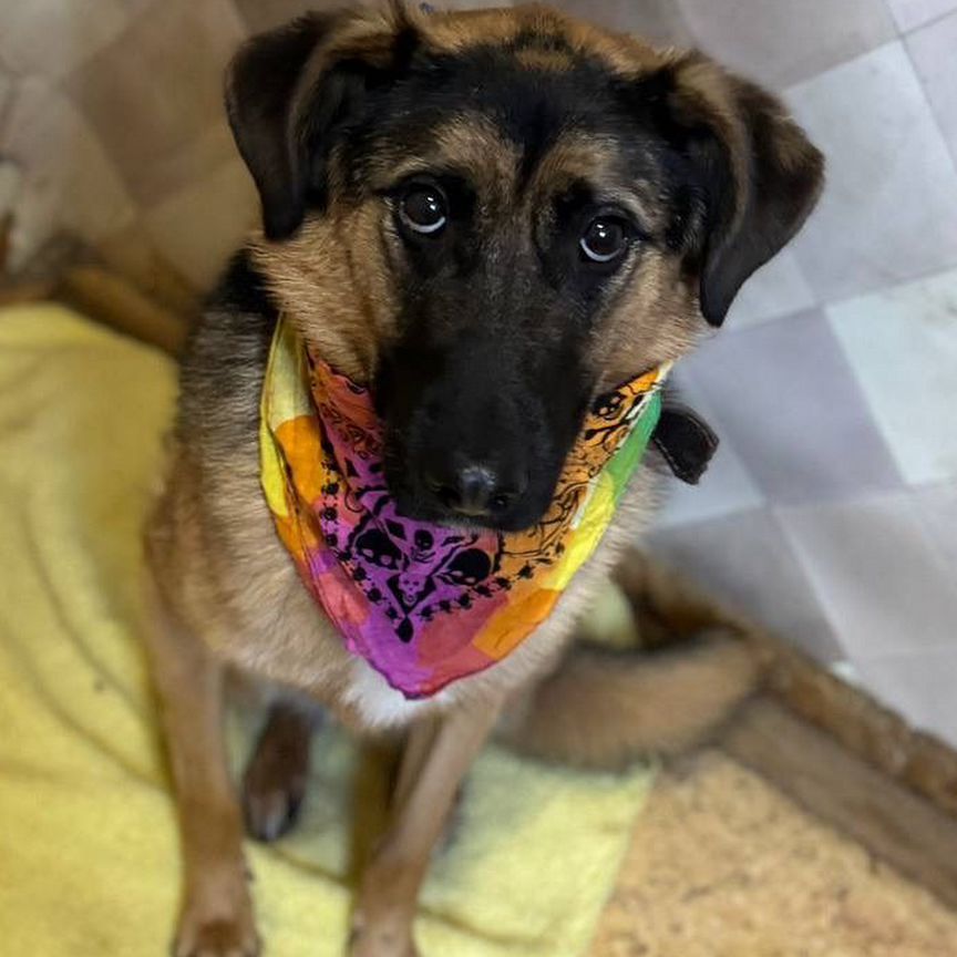 Взрослый пёс в добрые руки