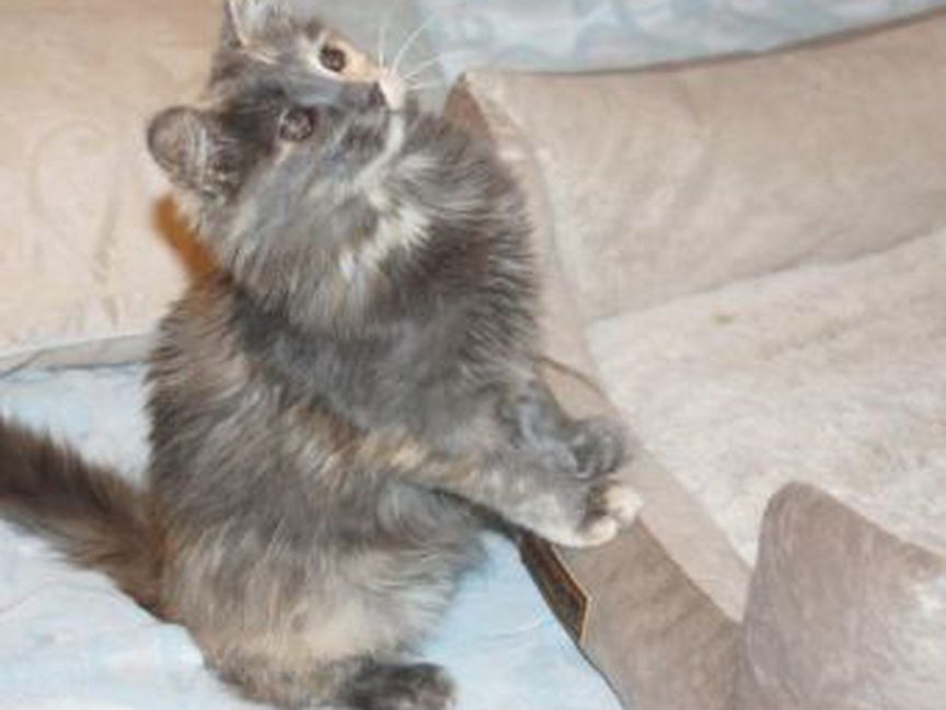 Нежная трепетная девочка-котенок в добрые руки