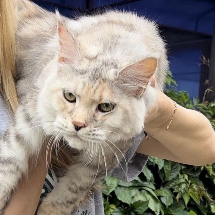 Мейн-кун кошка