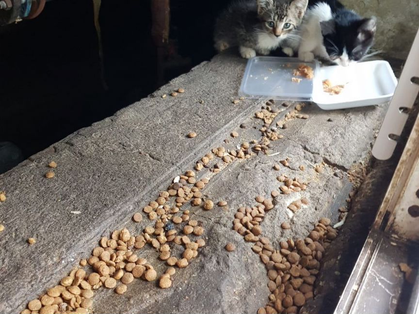 Спасите котят