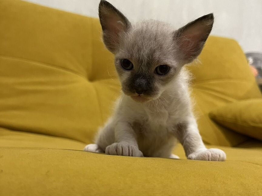 Сиамские котята