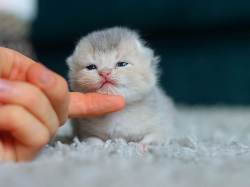Котик ищет родителей