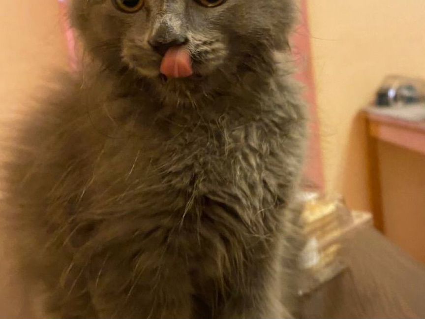 Котенок мальчик бесплатно