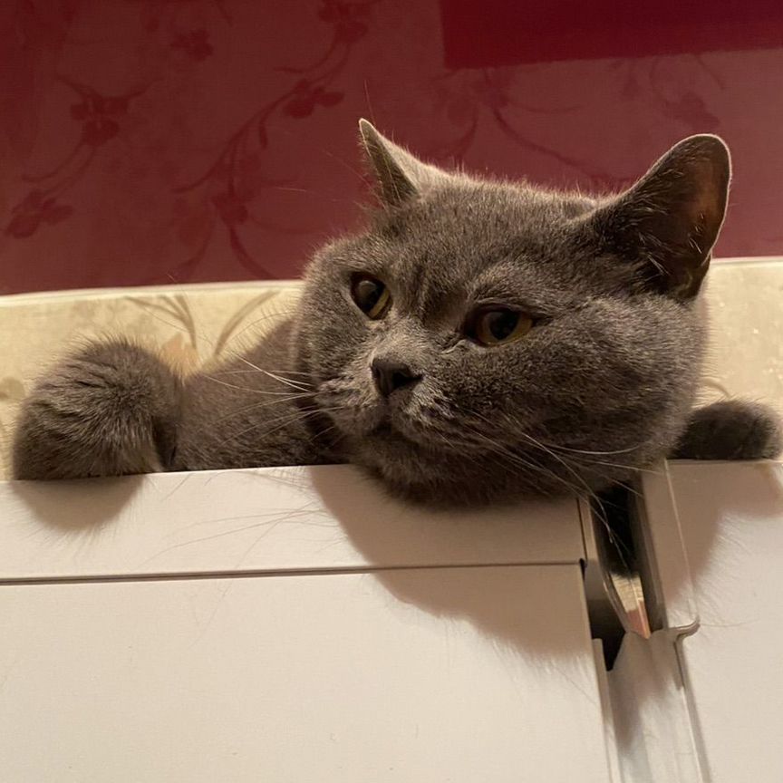 Британский короткошёрстный, взрослый кот