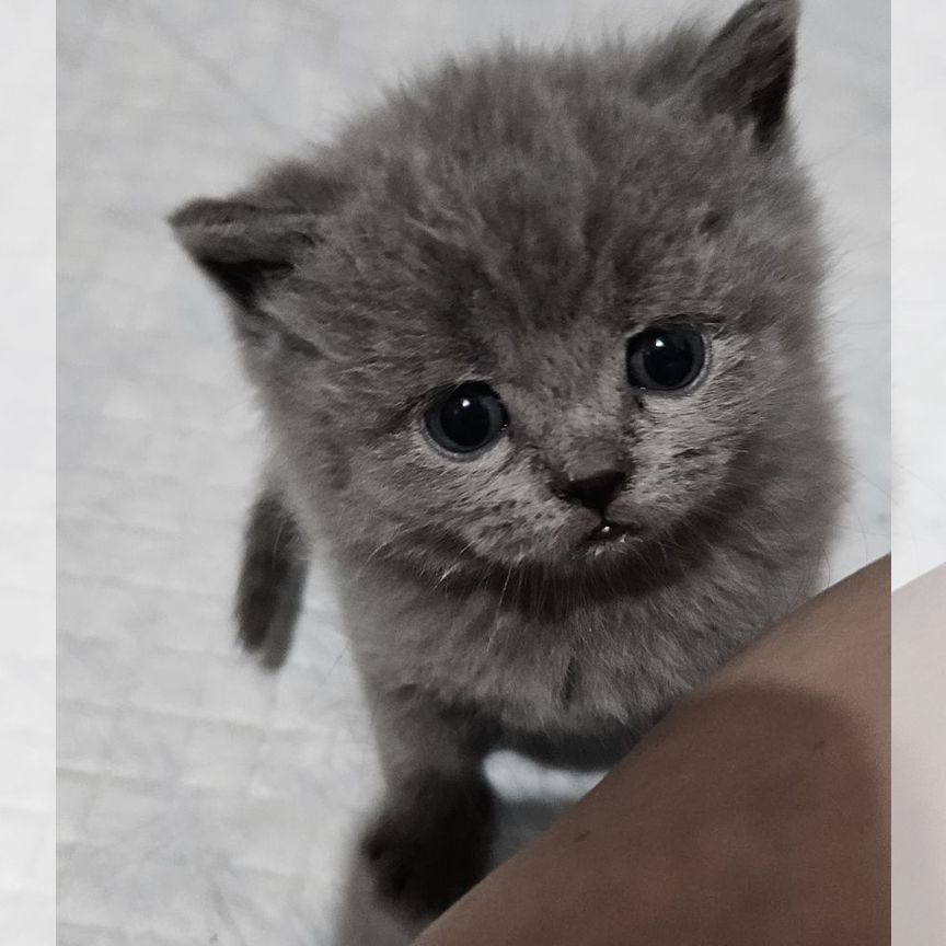 Шотландский вислоухий короткошёрстный котёнок