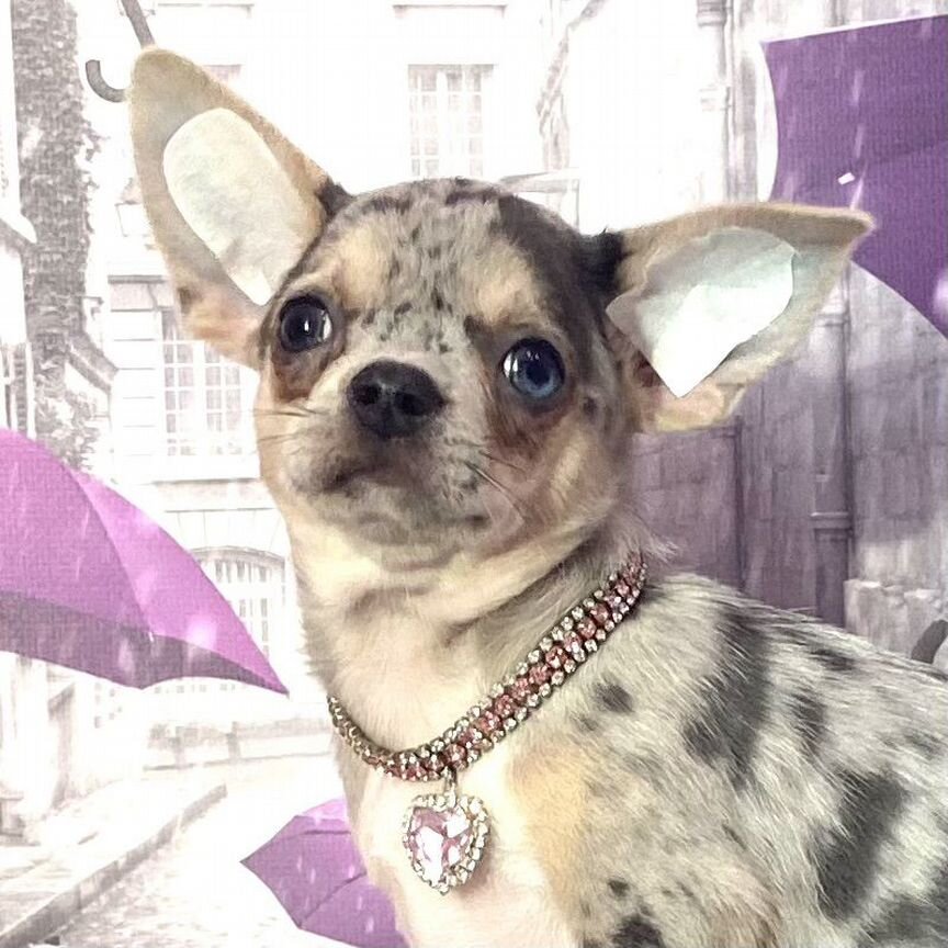 Чудо мальчишка с голубым глазом