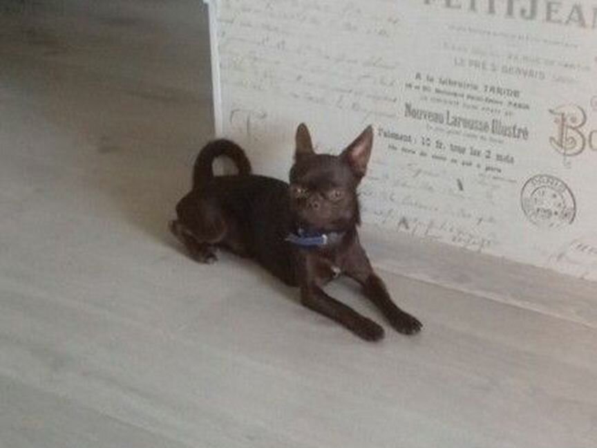 Продам собаку