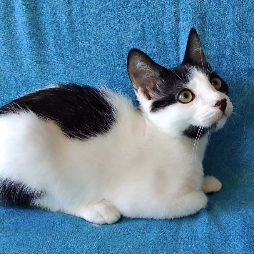 Прикольный мальчишка котенок