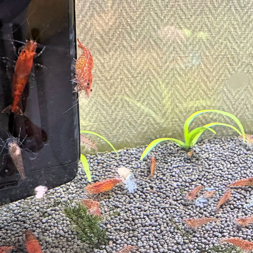 Аквариумные креветки вишня