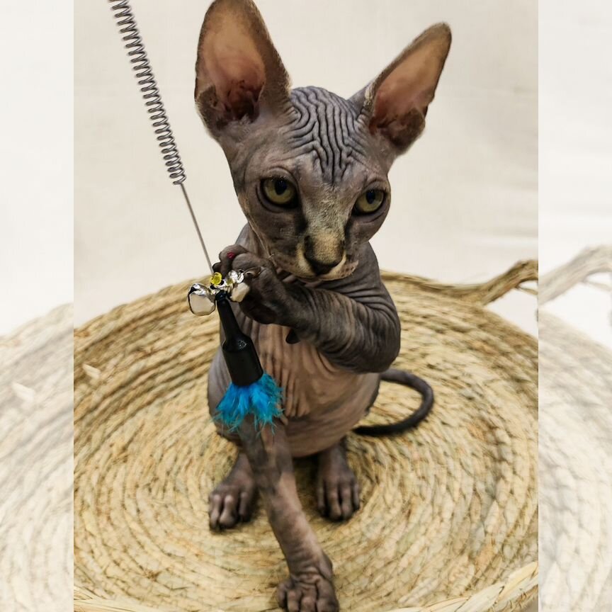 Канадский сфинкс котёнок