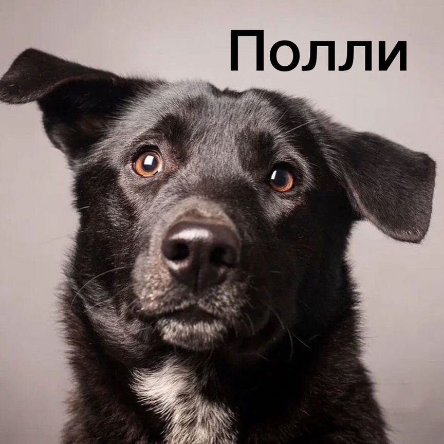 Собаки