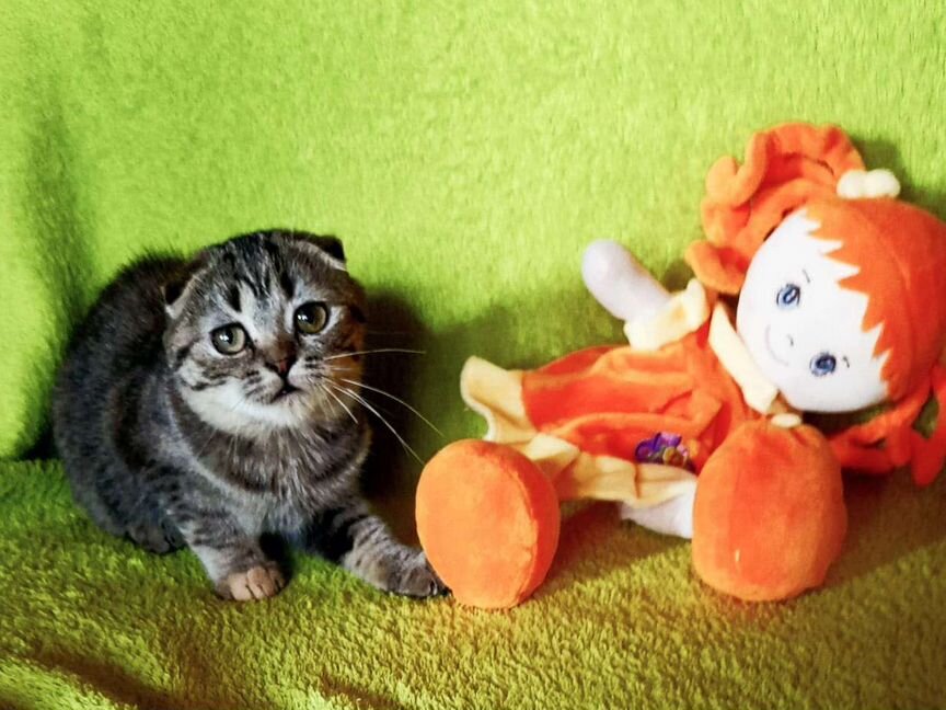 Шотландская кошечка