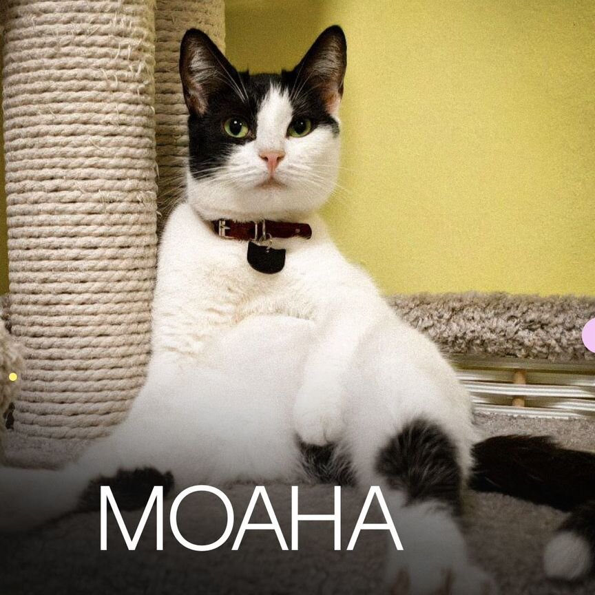 Взрослая кошка из приюта