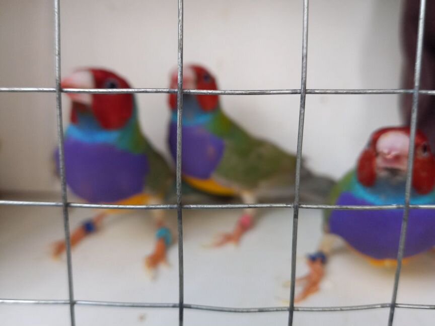 Амадины гульда