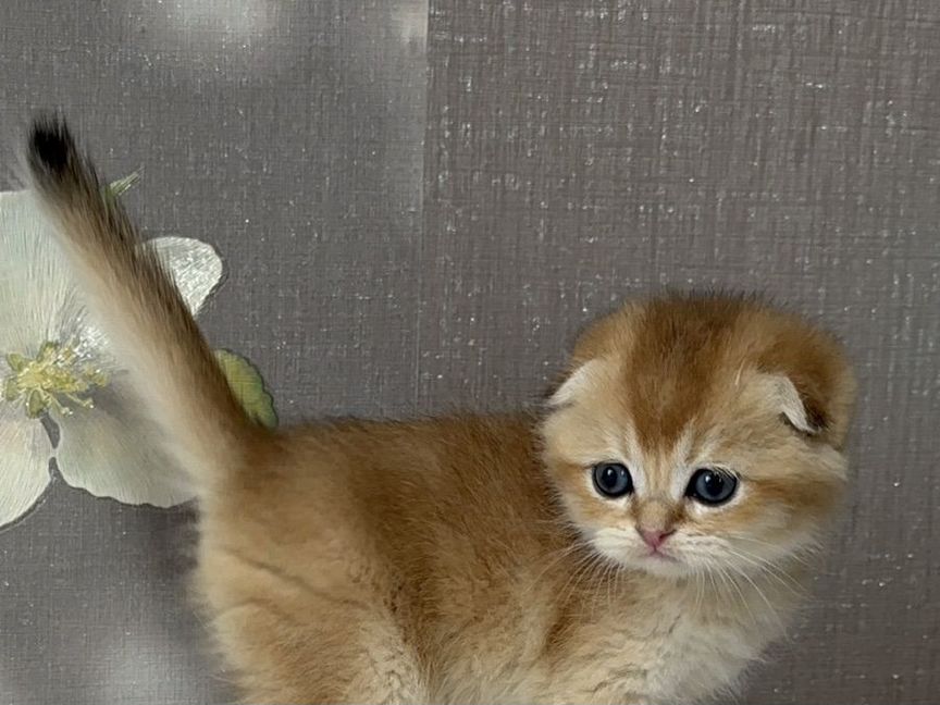 Шотландский котик