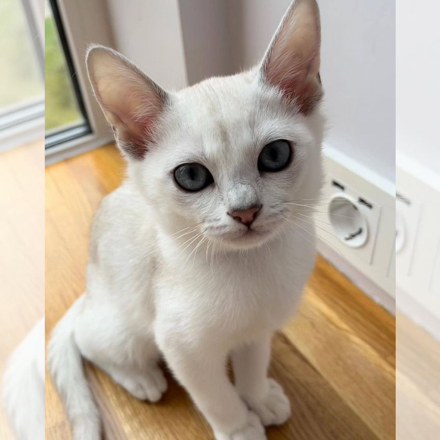 Котенок Бурмилла в разведение