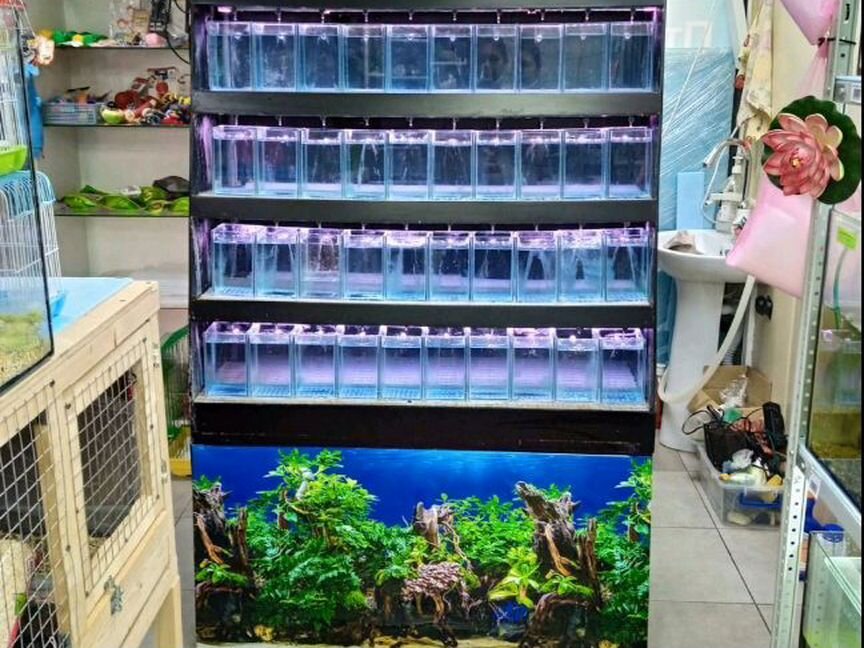 Стойка для рыбок петушок