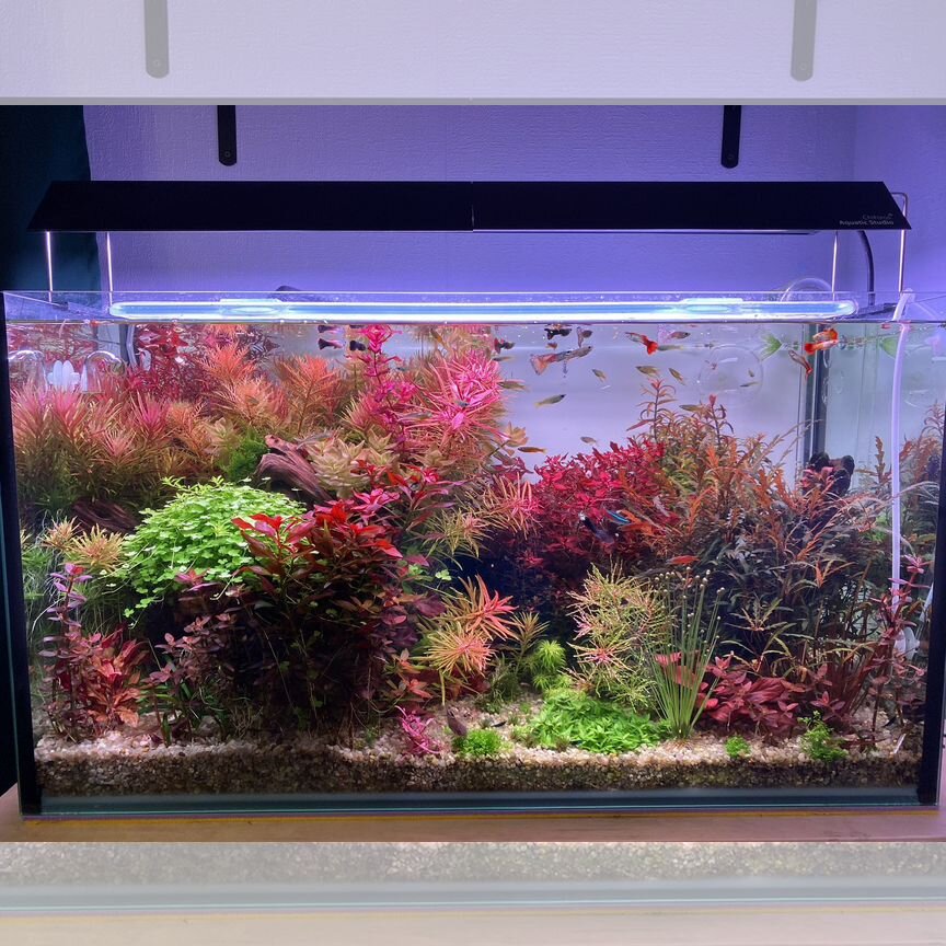 Аквариумная прополка