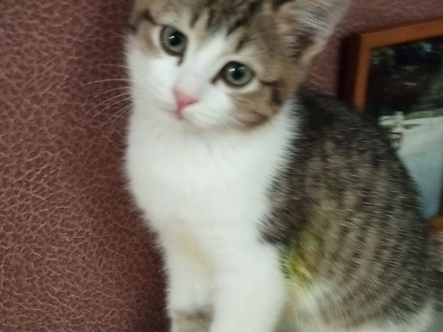 Котик- Мотик